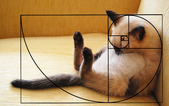 21 cats matching up with the 'Fibonacci Sequence' proves that cats are ...