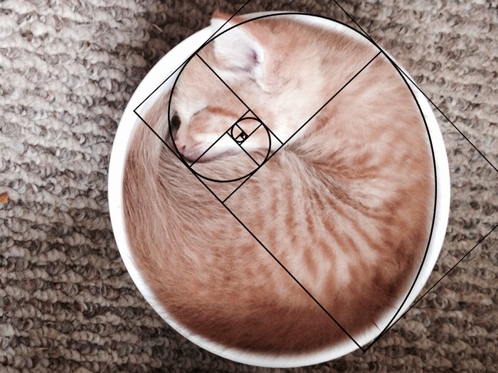 21 cats matching up with the 'Fibonacci Sequence' proves that cats are ...