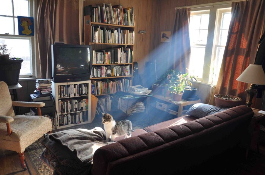 15 solar powered cats recharging in the sunbeam