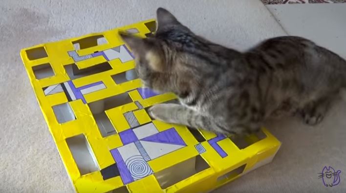 Interactive DIY cat box
