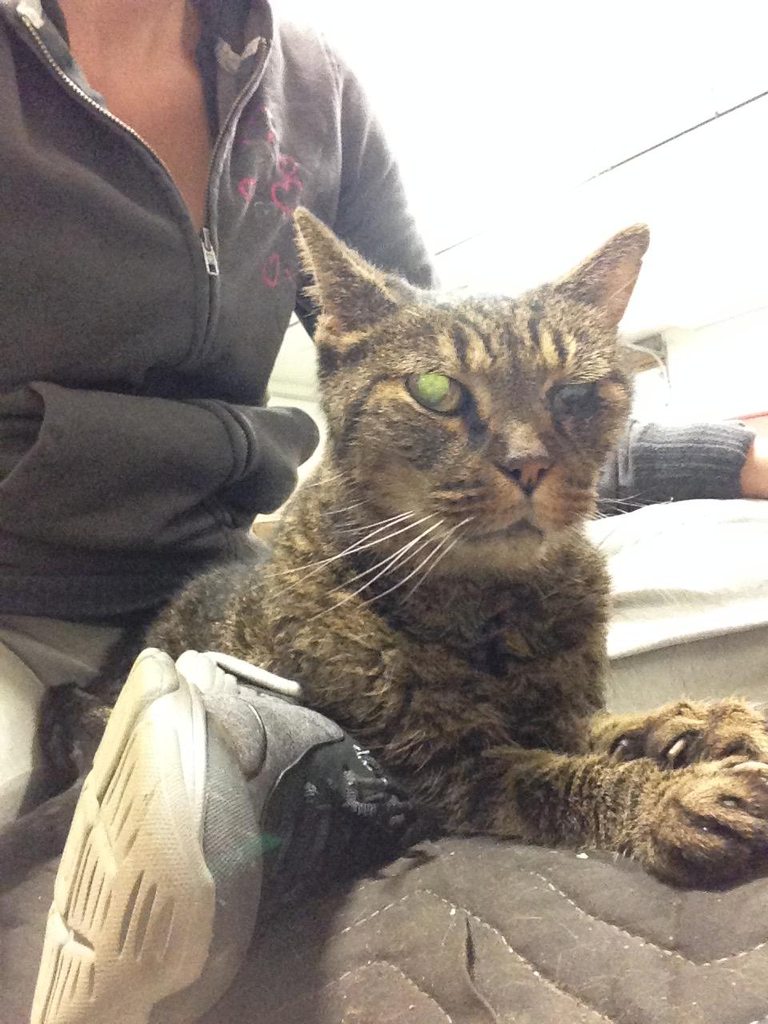 From junk yard cat to loving house cat, this kitty found the furever ...