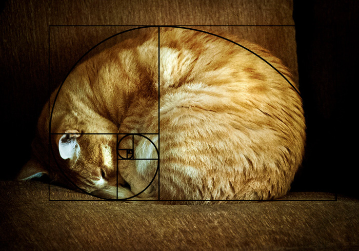 21 cats matching up with the 'Fibonacci Sequence' proves that cats are ...