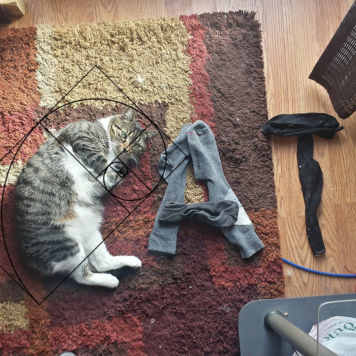 21 Cats Matching Up With The Fibonacci Sequence Proves That Cats Are