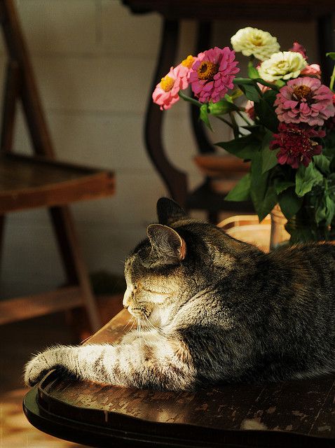 15 solar powered cats recharging in the sunbeam