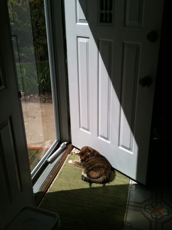 15 solar powered cats recharging in the sunbeam