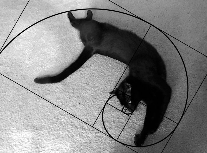 21 cats matching up with the 'Fibonacci Sequence' proves that cats are ...
