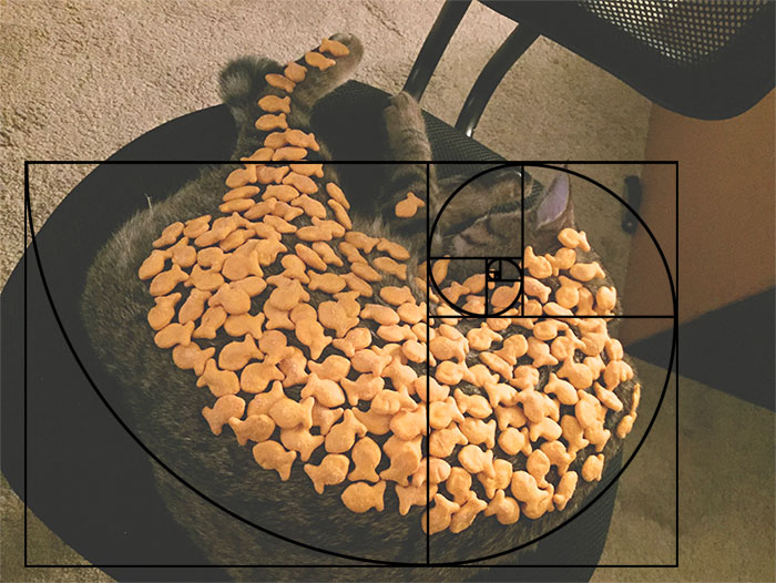 21 cats matching up with the 'Fibonacci Sequence' proves that cats are ...