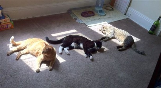 15 solar powered cats recharging in the sunbeam