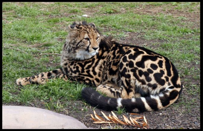 18 cats with the most unique fur patterns