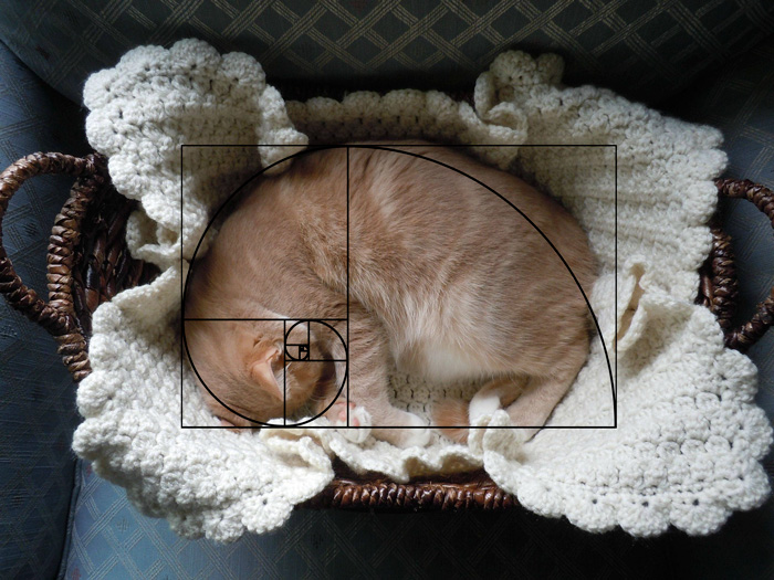 21 cats matching up with the 'Fibonacci Sequence' proves that cats are ...