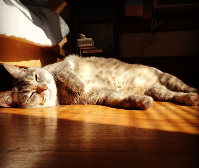 15 solar powered cats recharging in the sunbeam