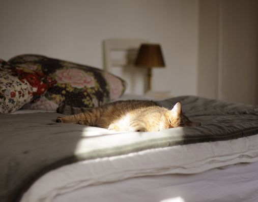 15 solar powered cats recharging in the sunbeam