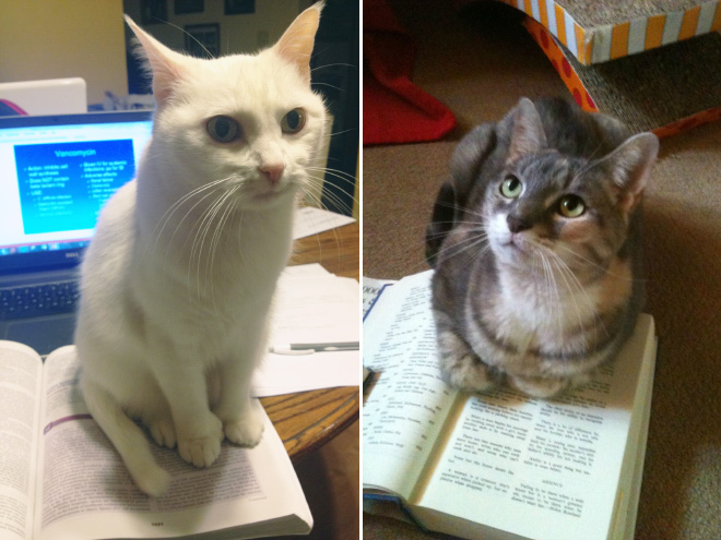 These cats have no intention of letting you read (Gallery)