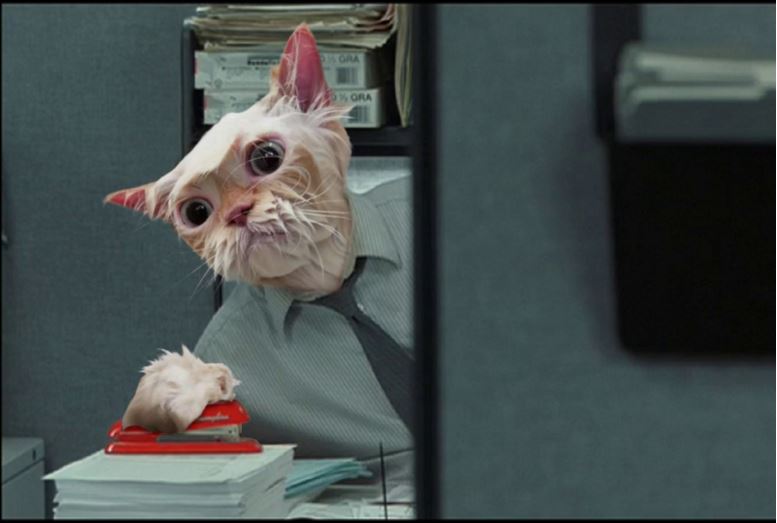 12 Photoshopped pictures of this wet kitty will crack you up!