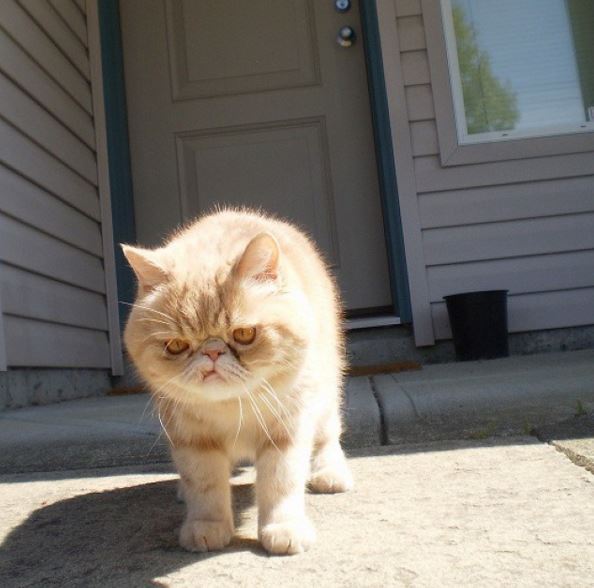 This derpy faced cat will make you redefine the word "cute" (Gallery)
