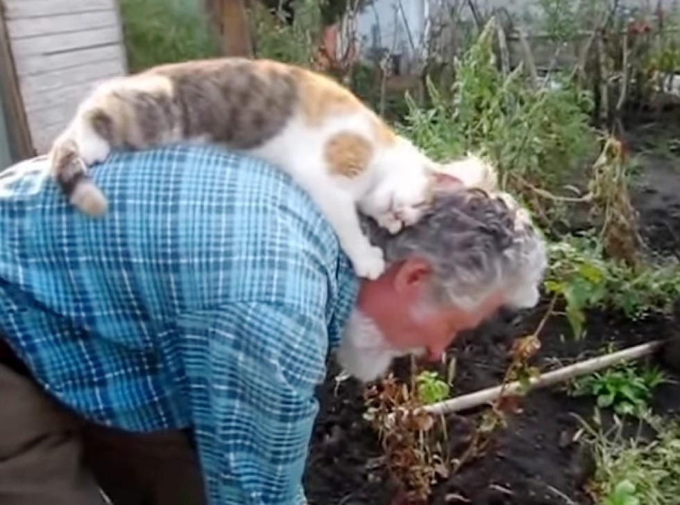 Cat loves her human so much, she follows him everywhere