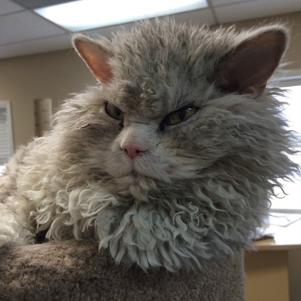 Meet Albert, the grumpy sheep cat! (Gallery)