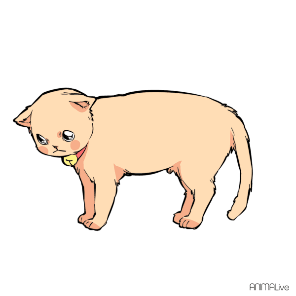 14 tail movements that will explain EXACTLY how your cat feels