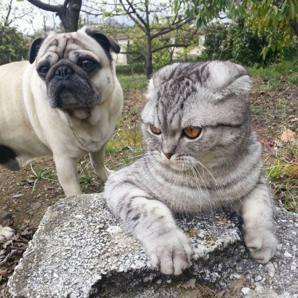 This pug and cat are adorable best buds and they love to travel ...
