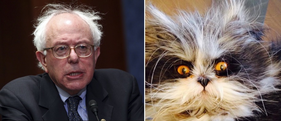 5 presidential candidates and their purrfect cat look-a-likes!