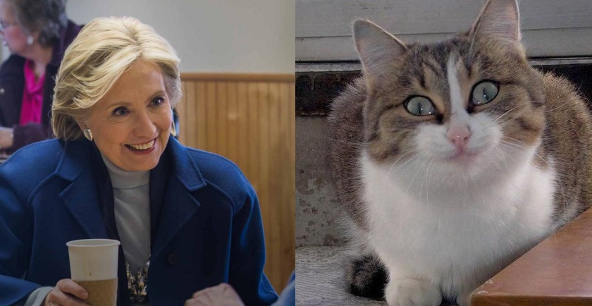 5 presidential candidates and their purrfect cat look-a-likes!