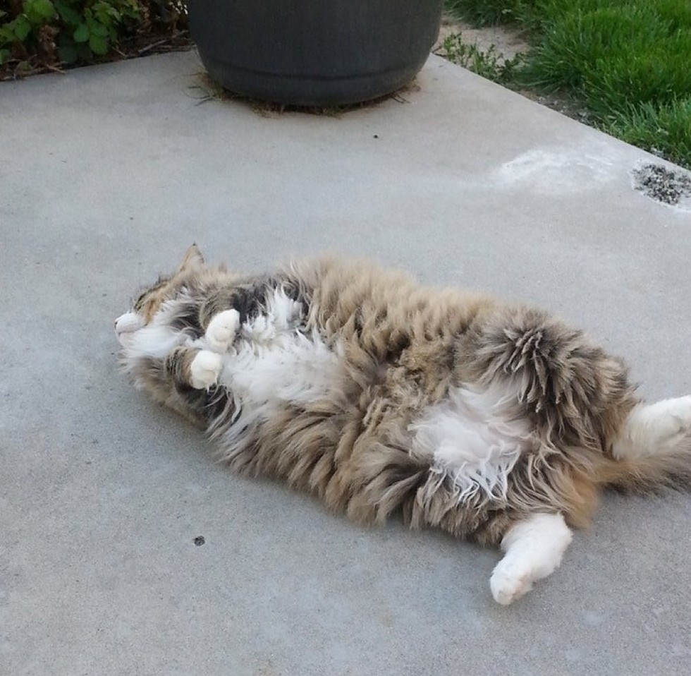 Thought to be unadoptable, this 'hopeless' cat is proof of what a ...