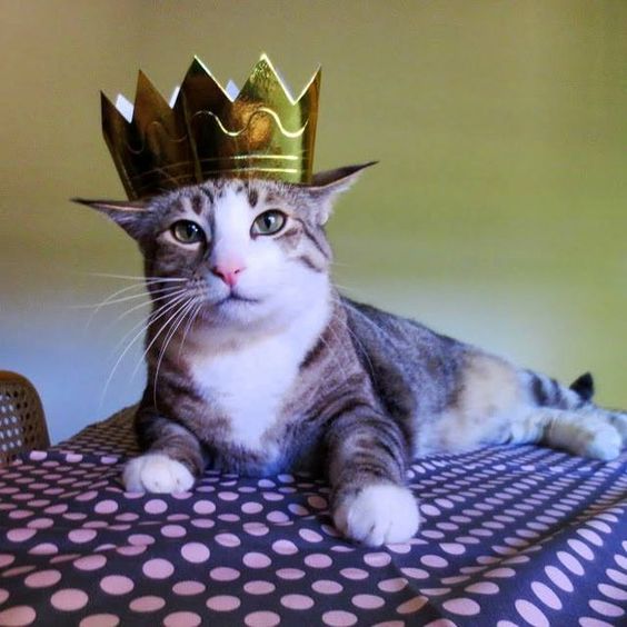 11 cats in crowns wishing the Queen a happy birthday!