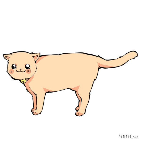 14 tail movements that will explain EXACTLY how your cat feels