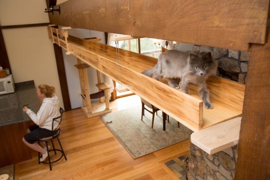 This woman turned her friend's home into a cat paradise for their 7 ...
