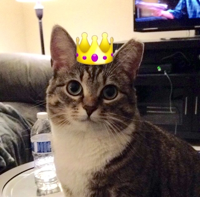 11 cats in crowns wishing the Queen a happy birthday!