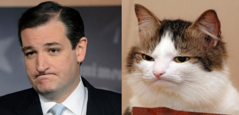 5 presidential candidates and their purrfect cat look-a-likes!