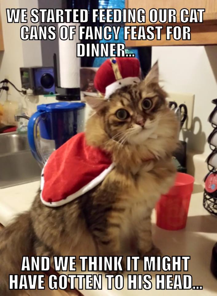 11 cats in crowns wishing the Queen a happy birthday!