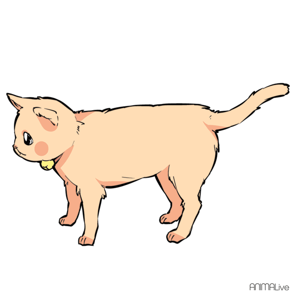 14 tail movements that will explain EXACTLY how your cat feels