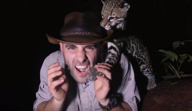 Man has epic interaction with WILD ocelot... you have to see this!
