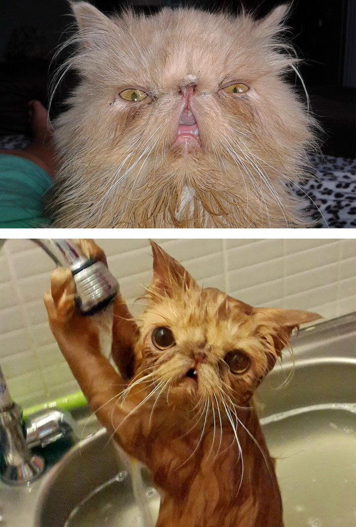 17 Hilarious Photos Of Cats Before And After A Bath