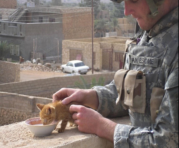 29 photos capturing touching moments of soldiers befriending cats