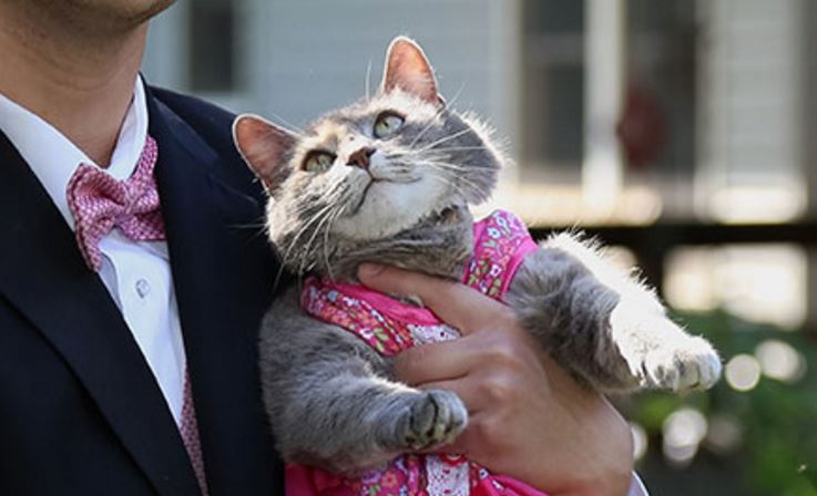 This guy decided to take his cat to prom, and she was the best date EVER!