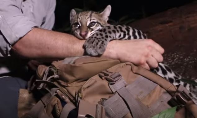 Are Ocelots Aggressive