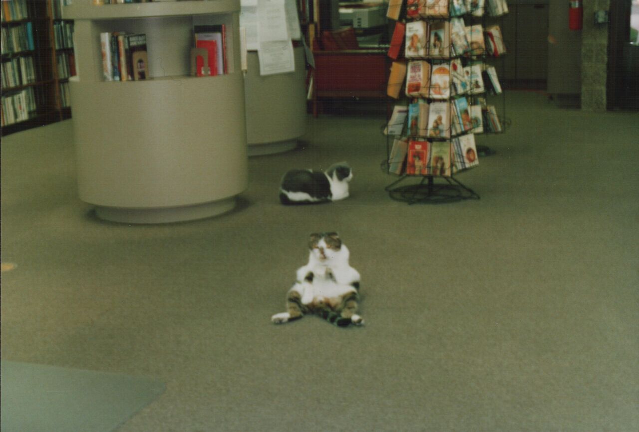 These two library cats left their paw prints on a small town... and the ...