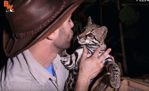 Man has epic interaction with WILD ocelot... you have to see this!