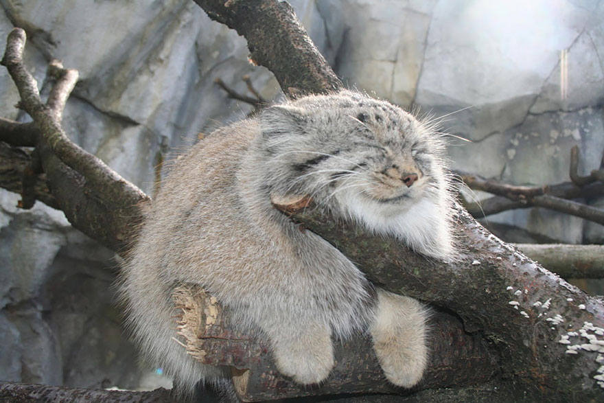 10 Pallas's cat expressions you can use every day