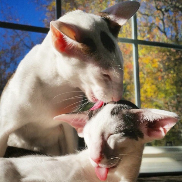 These cats look like adorable house elves (Gallery)