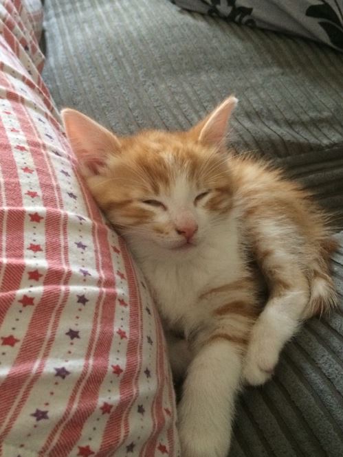 It iz Monday... so here iz some kittens (Gallery)