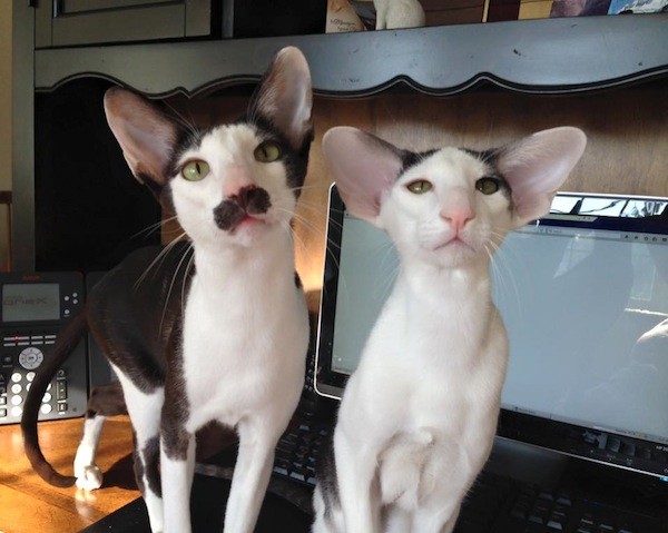 These cats look like adorable house elves (Gallery)