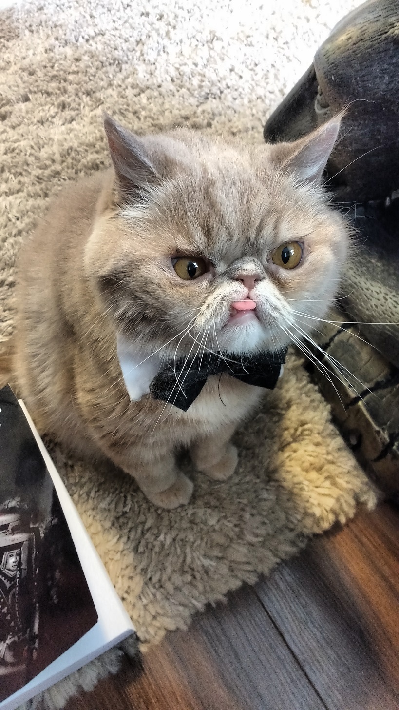 Cat lost his snaggletooth, still looks dapper af (Gallery)