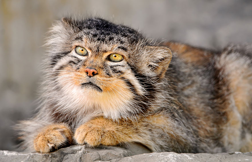 10 Pallas's cat expressions you can use every day