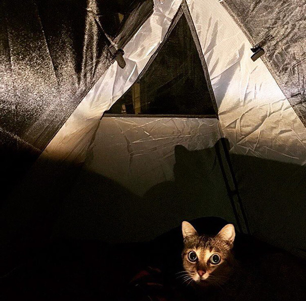 26 pictures of cats camping will inspire you to go hiking with your cat