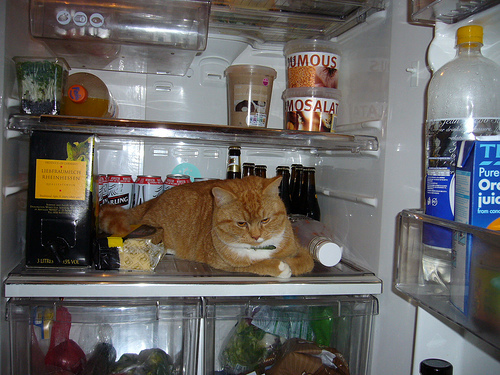 33 cats chilling in fridges to beat the summer heat