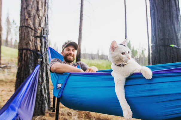 26 pictures of cats camping will inspire you to go hiking with your cat