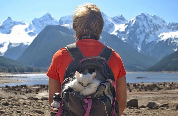 26 pictures of cats camping will inspire you to go hiking with your cat